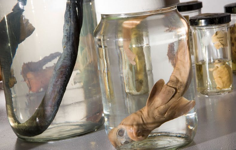 Fabulous beasts and where they lurk in our library | Te Papa’s Blog