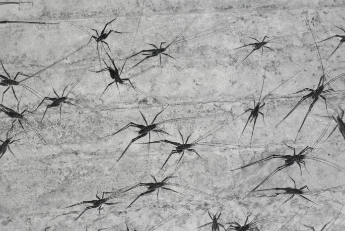 Peter Peryer, photographer (1941–2018) | Te Papa’s Blog