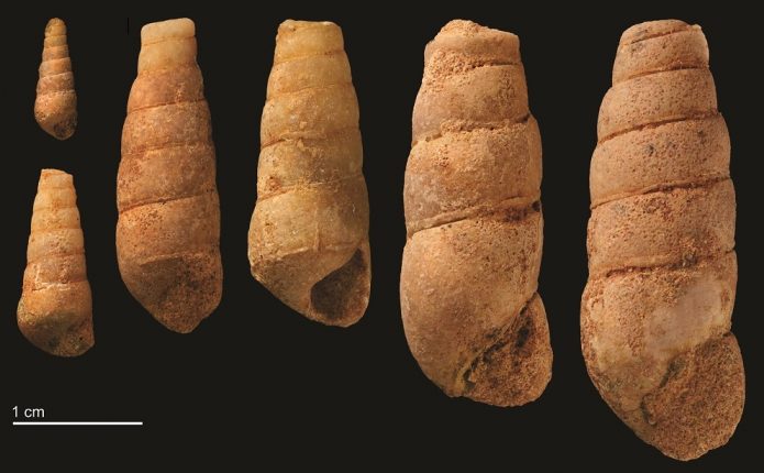 Prehistoric desert snails | Te Papa’s Blog