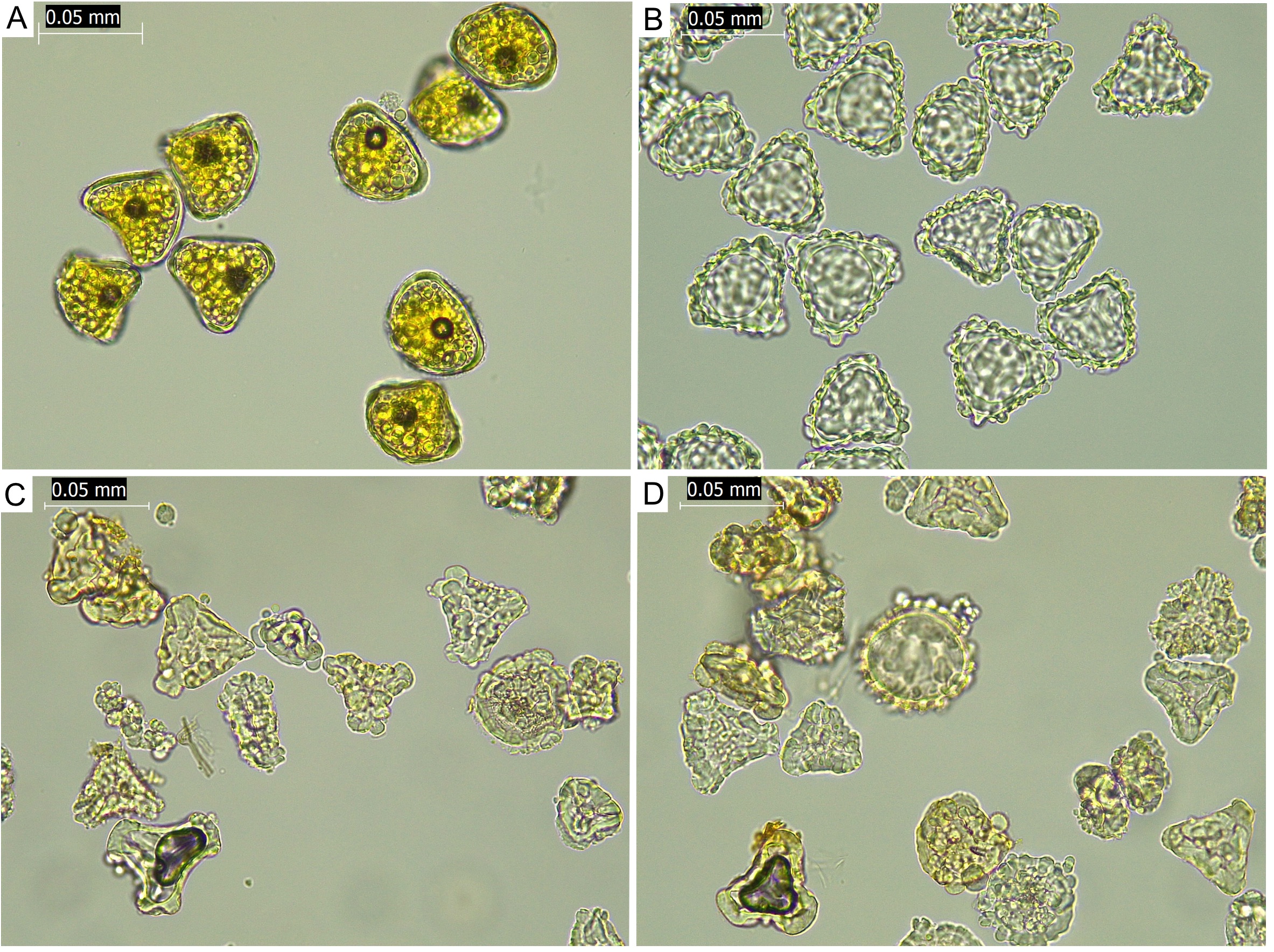 A new tree fern – or an unexpected hybrid? | Te Papa’s Blog