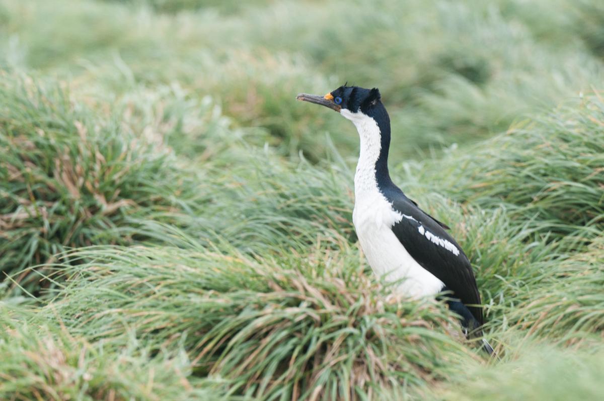 Over-looked for a century: Macquarie Island shag added to the New ...