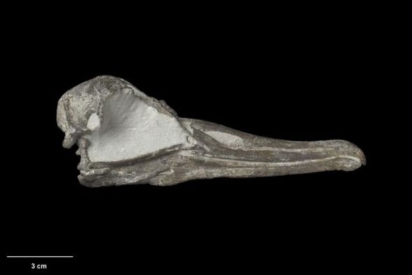 Extinct tiny albatross species discovered in Taranaki | Te Papa’s Blog