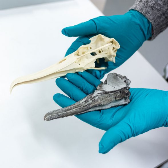 Extinct tiny albatross species discovered in Taranaki | Te Papa’s Blog