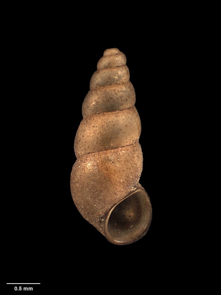 Save Wellington’s unique snail from extinction | Te Papa’s Blog