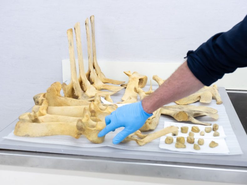 Caring for our whale bones | Te Papa’s Blog