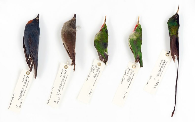 How James Bond got his name: Ornithologist to superspy | Te Papa’s Blog