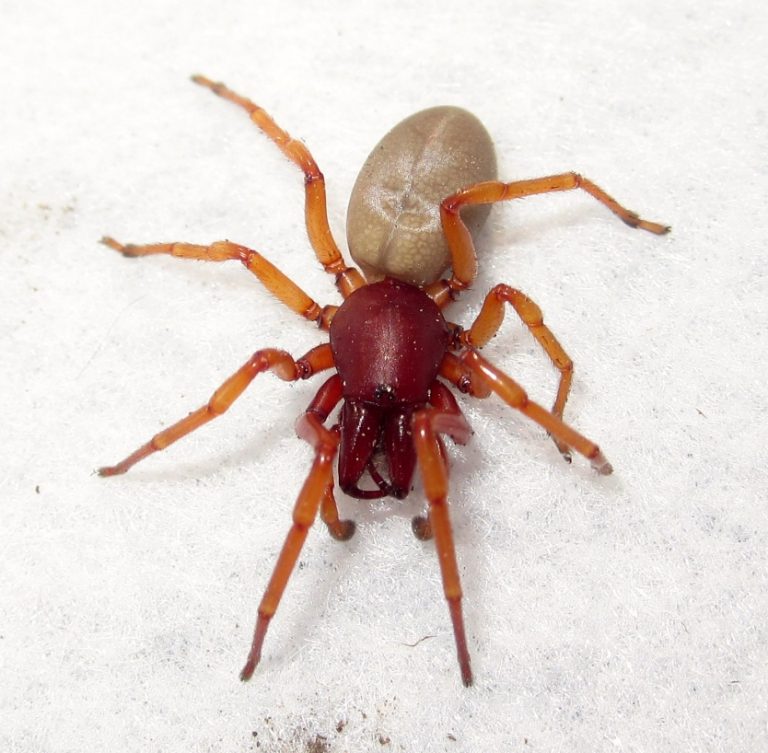 New Zealand’s most popular spiders | Te Papa’s Blog