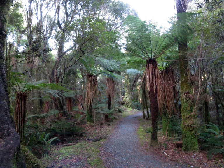 Identify New Zealand’s common tree ferns: ponga, mamaku, kātote, whekī ...