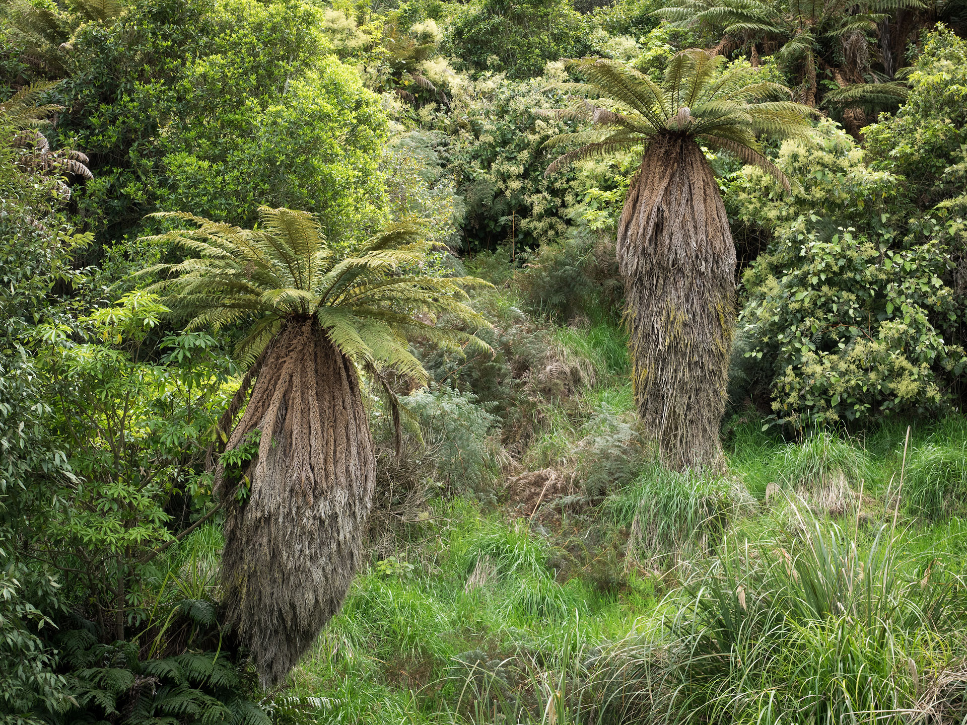 Whekī-ponga | Te Papa’s Blog