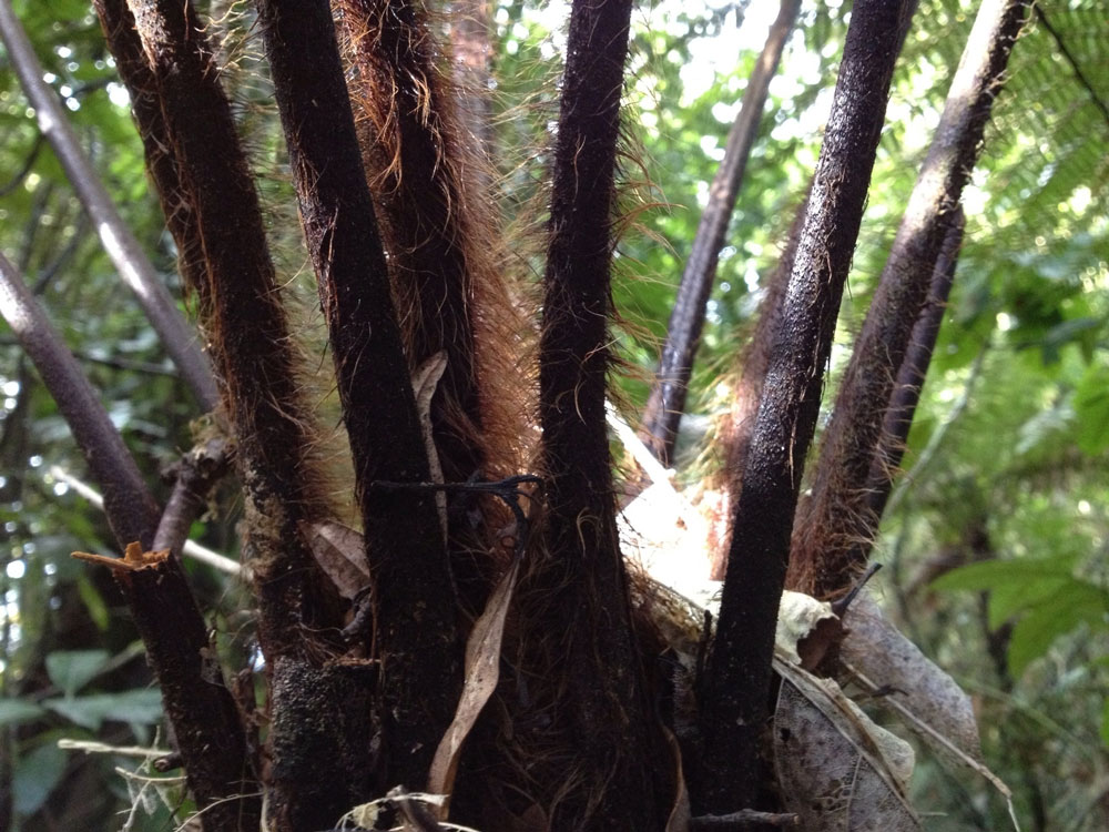 hairy-wheki-fronds | Te Papa’s Blog