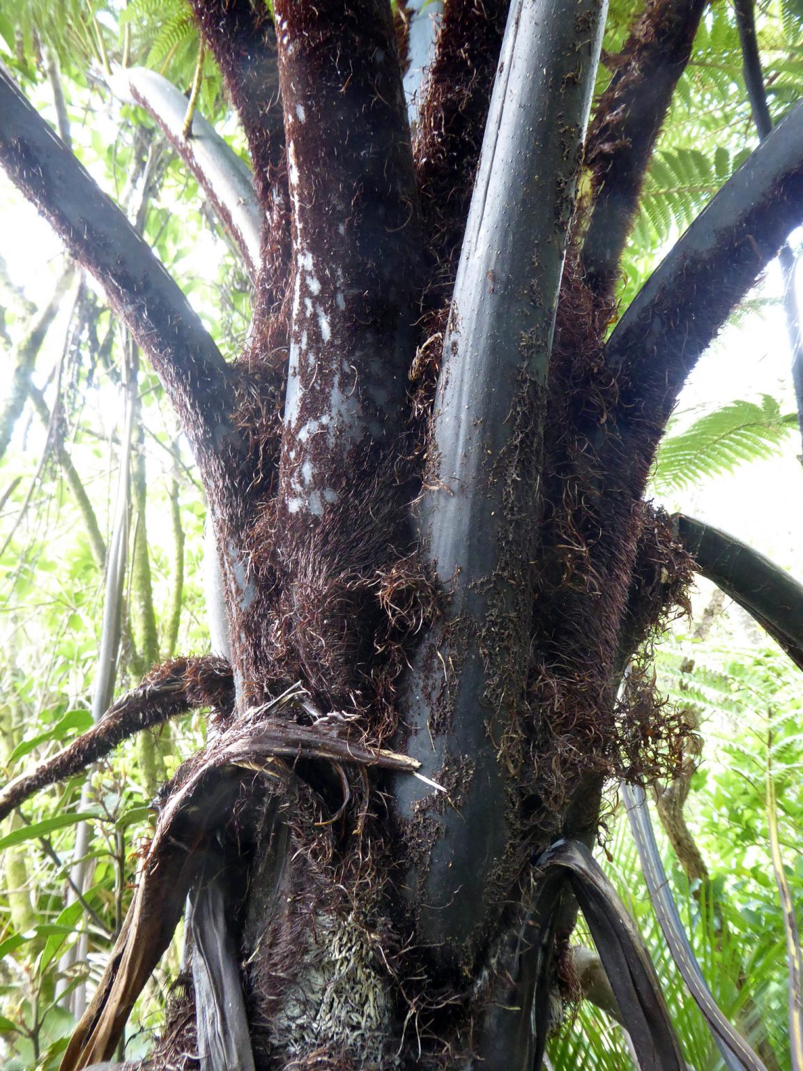 Identify New Zealand’s common tree ferns: ponga, mamaku, kātote, whekī ...
