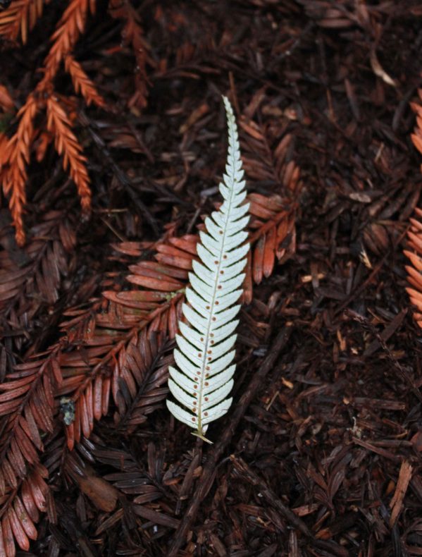 ponga-leaf-rachael-rotorua | Te Papa’s Blog