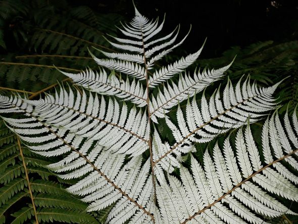 Identify New Zealand’s common tree ferns: ponga, mamaku, kātote, whekī ...