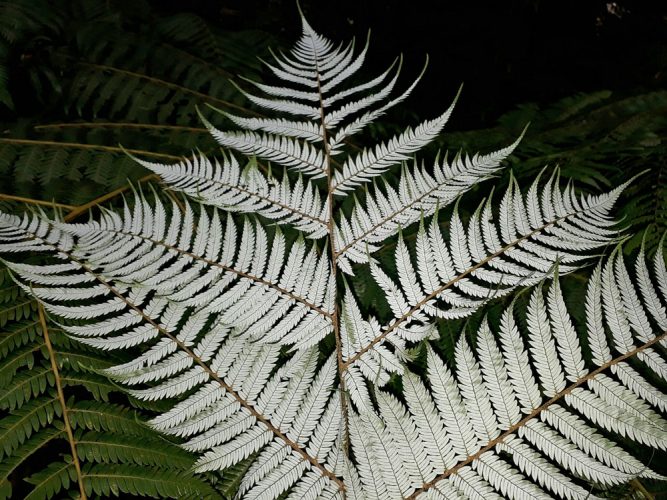 Identify New Zealand’s common tree ferns: ponga, mamaku, kātote, whekī ...