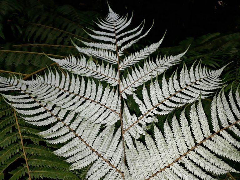 Identify New Zealand’s common tree ferns: ponga, mamaku, kātote, whekī ...