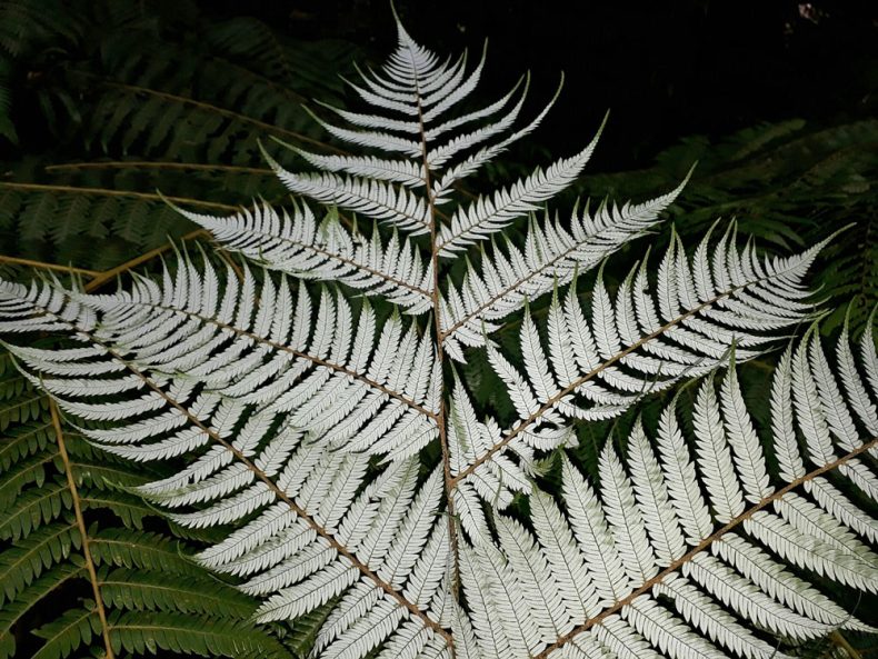 Identify New Zealand’s common tree ferns: ponga, mamaku, kātote, whekī ...