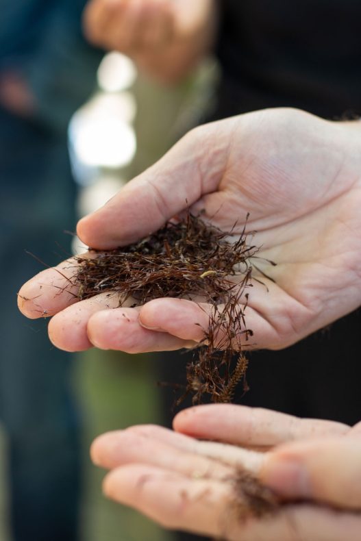 Identify New Zealand’s common tree ferns: ponga, mamaku, kātote, whekī ...