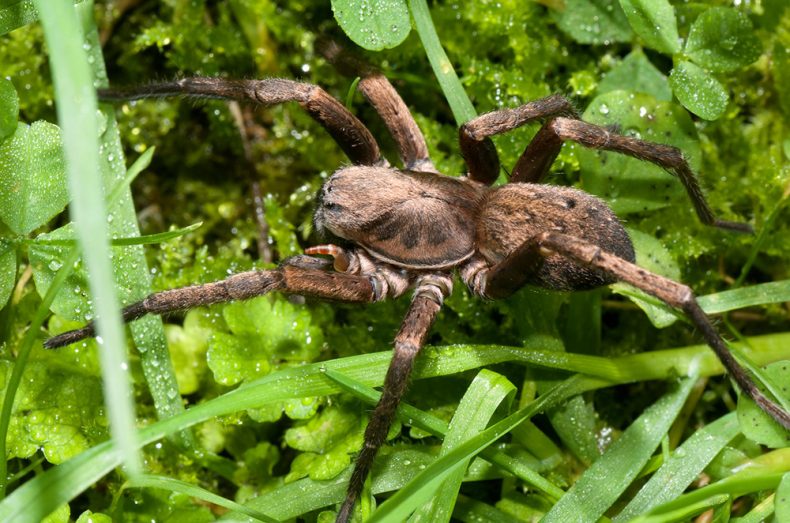 Vagrant spider | Te Papa’s Blog