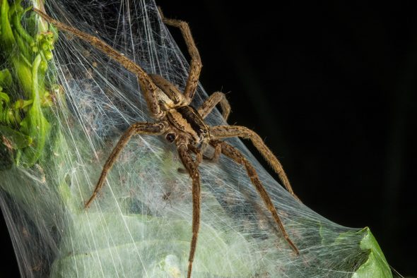 New Zealand’s most popular spiders | Te Papa’s Blog
