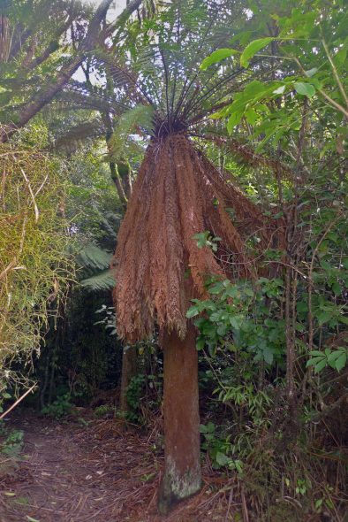 Identify New Zealand’s common tree ferns: ponga, mamaku, kātote, whekī ...