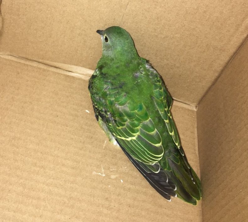 A new bird for New Zealand – rose-crowned fruit-dove | Te Papa’s Blog