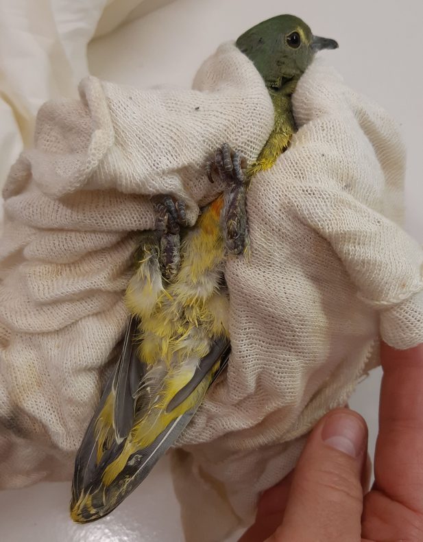 A new bird for New Zealand – rose-crowned fruit-dove | Te Papa’s Blog