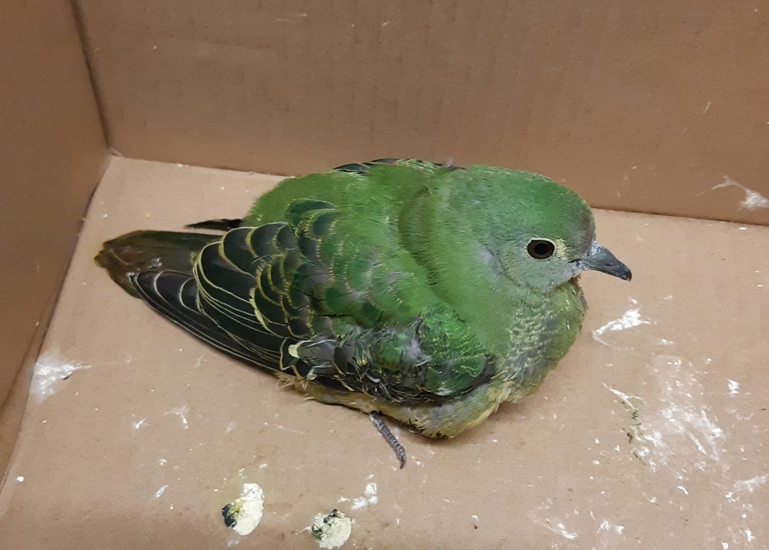 A new bird for New Zealand – rose-crowned fruit-dove | Te Papa’s Blog