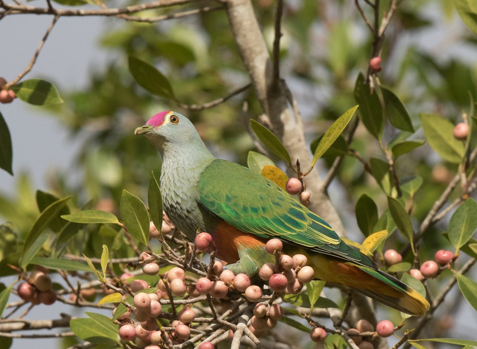 A new bird for New Zealand – rose-crowned fruit-dove | Te Papa’s Blog