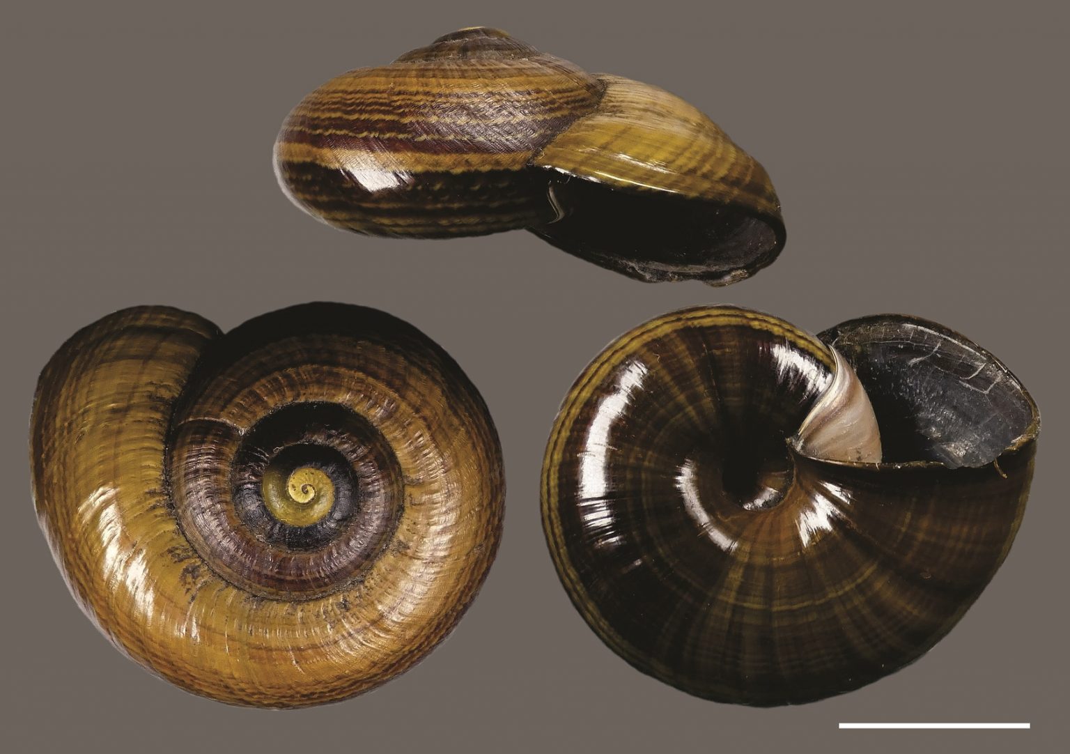 The carnivorous giant snails of Khandallah, Wellington | Te Papa’s Blog