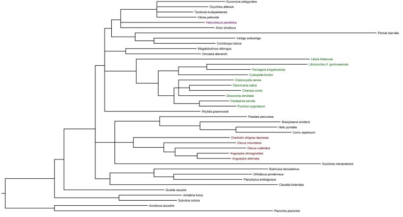 Long-lost relatives: Joining the dots in snail superfamilies | Te Papa ...