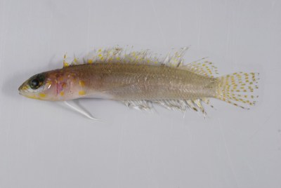 Latest arrival from Australia: the flatback mangrove goby | Te Papa’s Blog