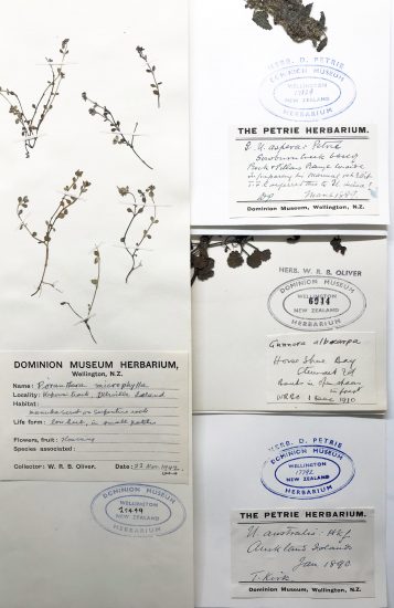plant specimen labels | Te Papa’s Blog