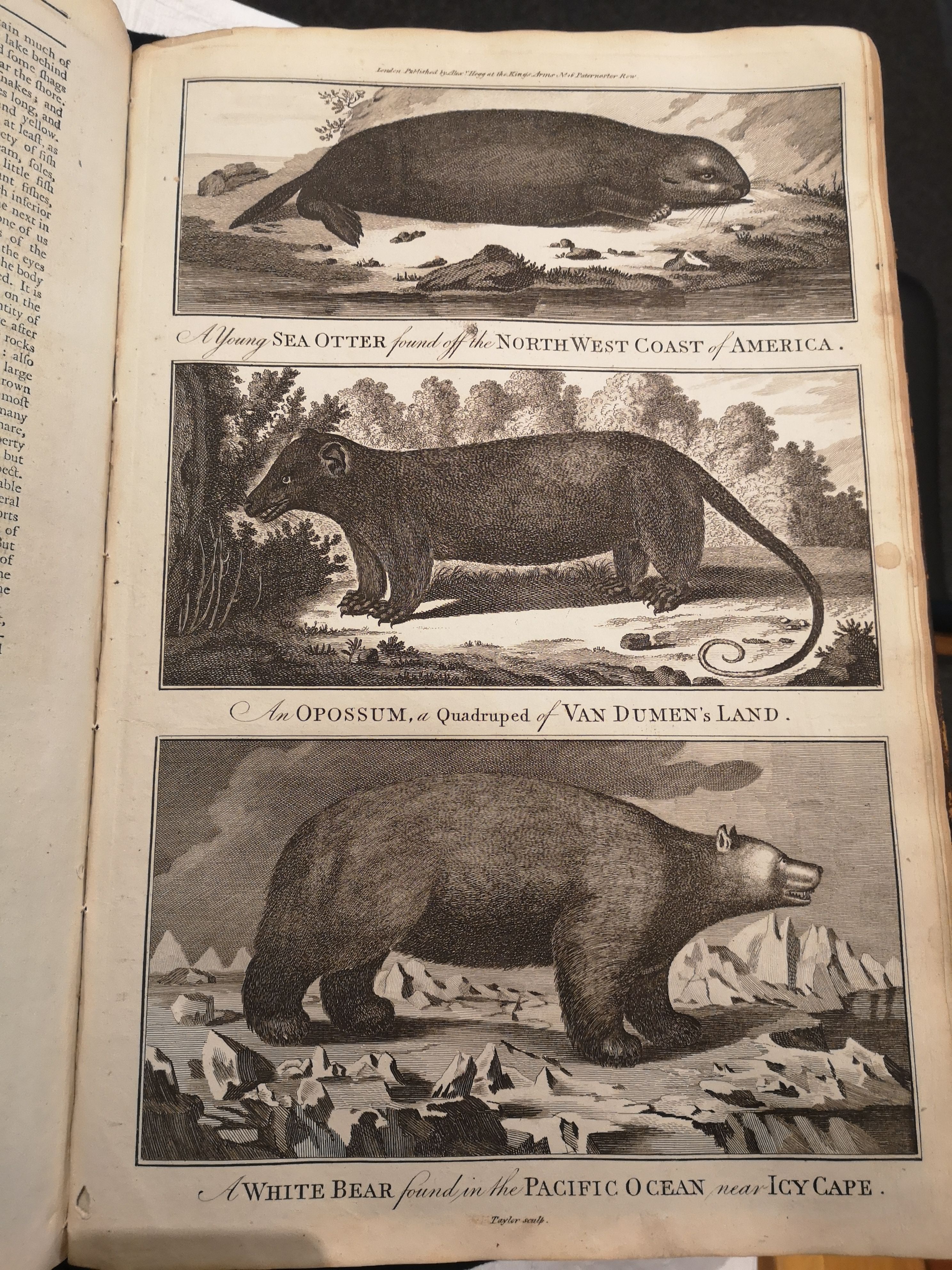 George Anderson’s Cook’s Voyages plate a Amanda Sykes | Te Papa’s Blog