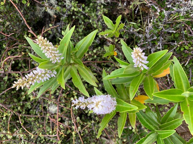 Veronica stricta in full flower on Hikurangi. 30 Jan 2020. Photo by Tui ...