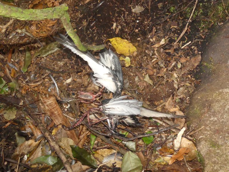 08 Korure corpse | Te Papa’s Blog