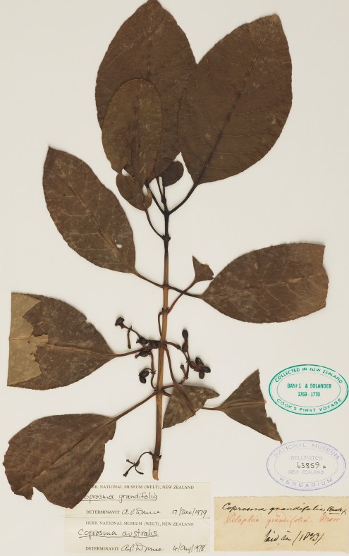 Is Coprosma grandifolia the scientific name for kanono, the largest ...