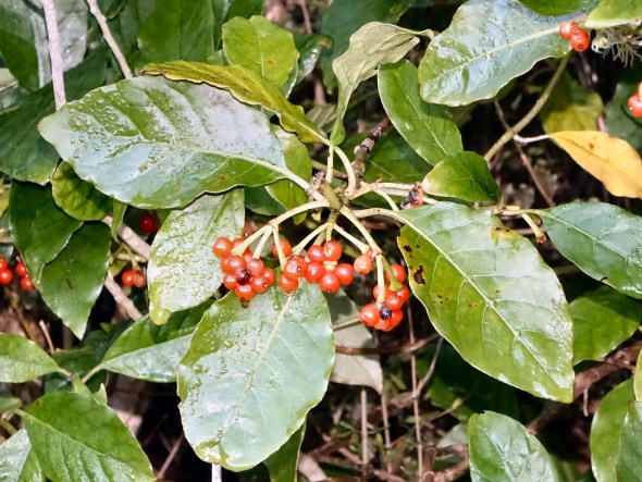 Is Coprosma grandifolia the scientific name for kanono, the largest ...