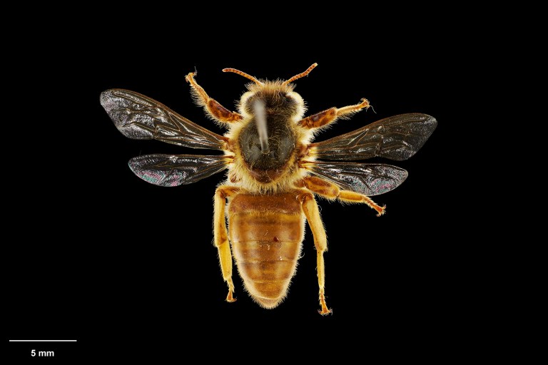 New Zealand’s native bees – quiet lives of desperation | Te Papa’s Blog