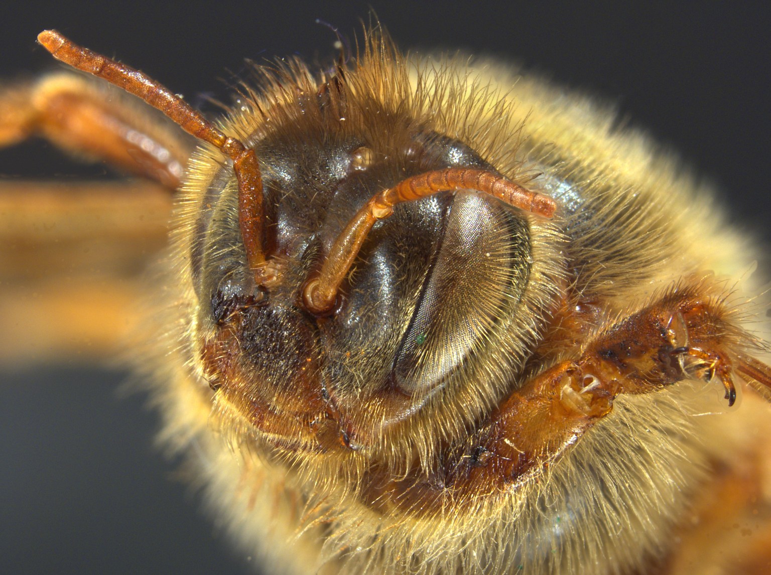 New Zealand’s native bees – quiet lives of desperation | Te Papa’s Blog