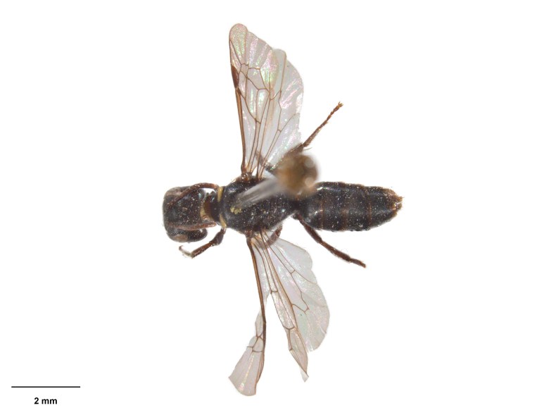 New Zealand’s native bees – quiet lives of desperation | Te Papa’s Blog