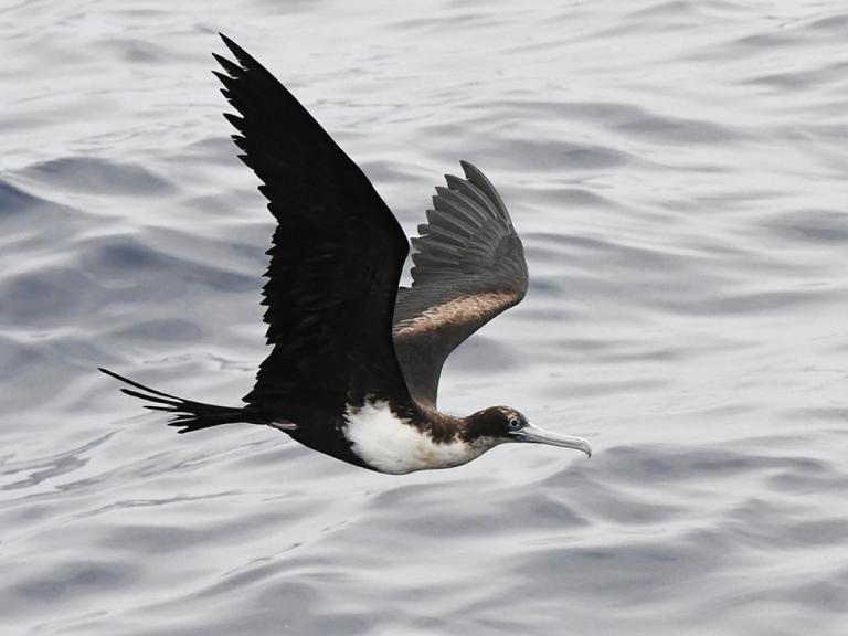 The magic of the Kermadecs – extreme birding in subtropical seas | Te ...