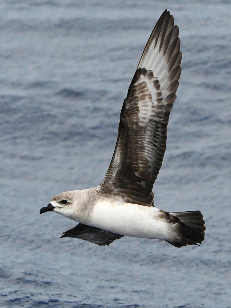 Kermadec Petrel_Kermadec Is_Mar21_LR_DSC_3629 | Te Papa’s Blog
