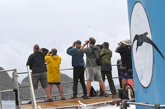 The magic of the Kermadecs – extreme birding in subtropical seas | Te ...