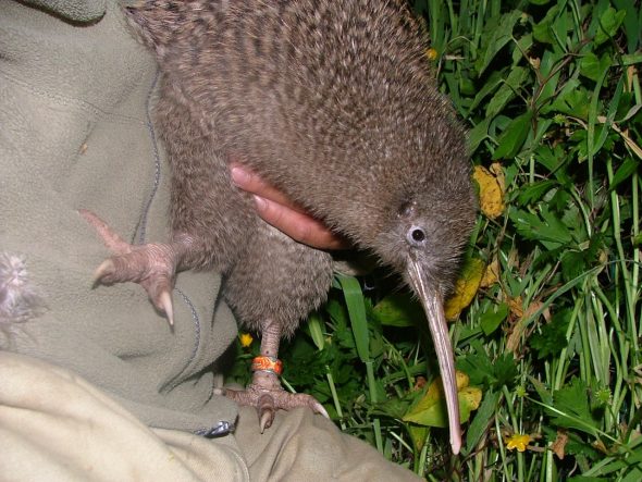 Is the genetic integrity of the world’s rarest kiwi at risk from ...