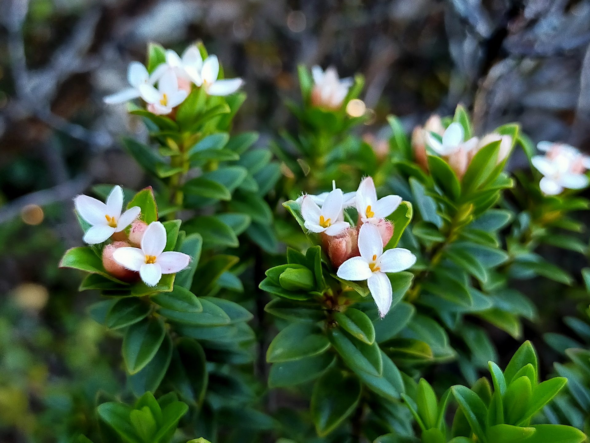 Pimelea buxifolia growing on Whanokao, Dec 2020. Photo by Antony Kusabs ...