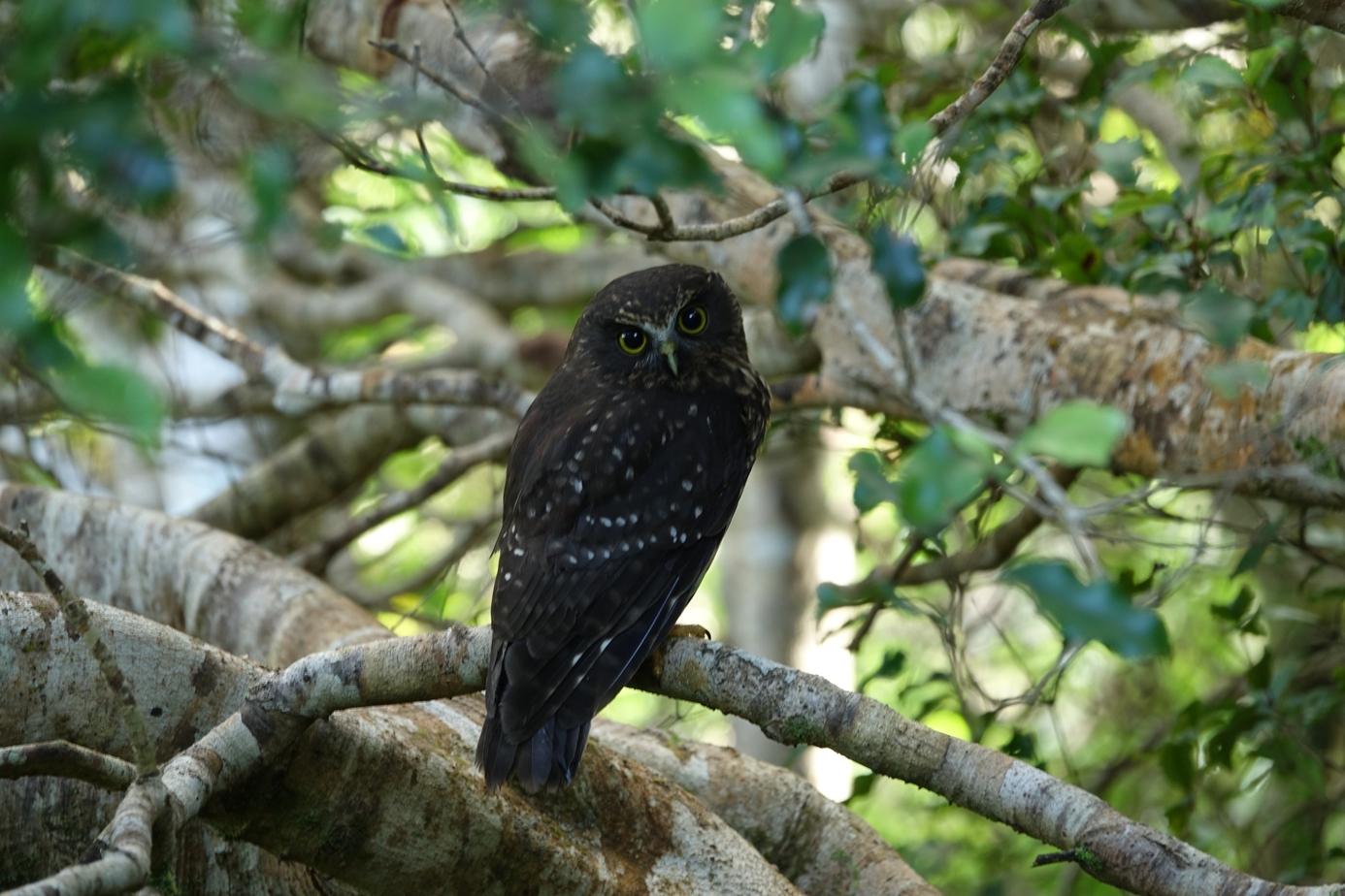 Ruru/morepork (Ninox novaeseelandiae ssp. novaeseelandiae). Photo by ...