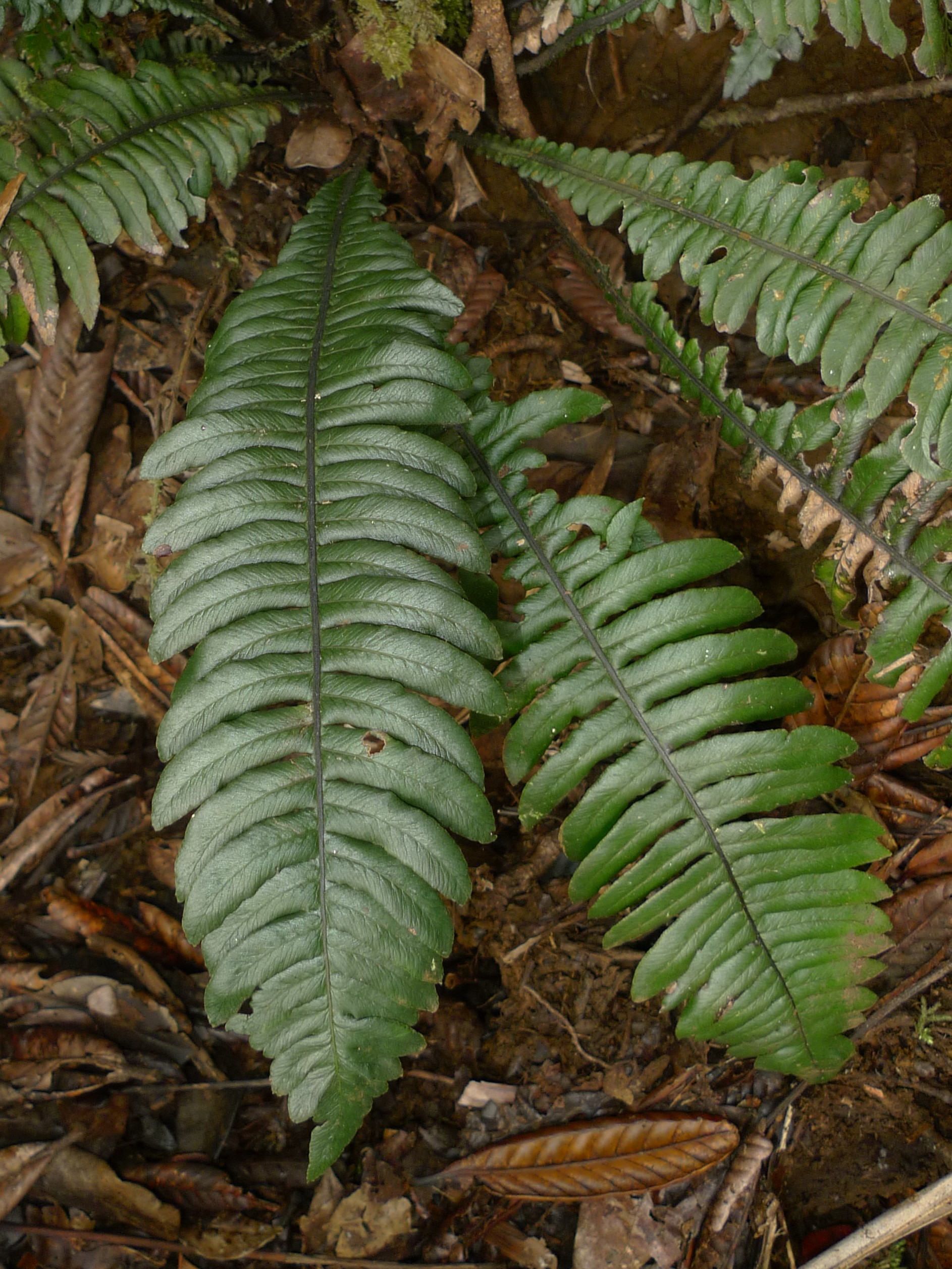 Blechnum deplanchei from New Caledonia was reinstated. Photo by Leon ...