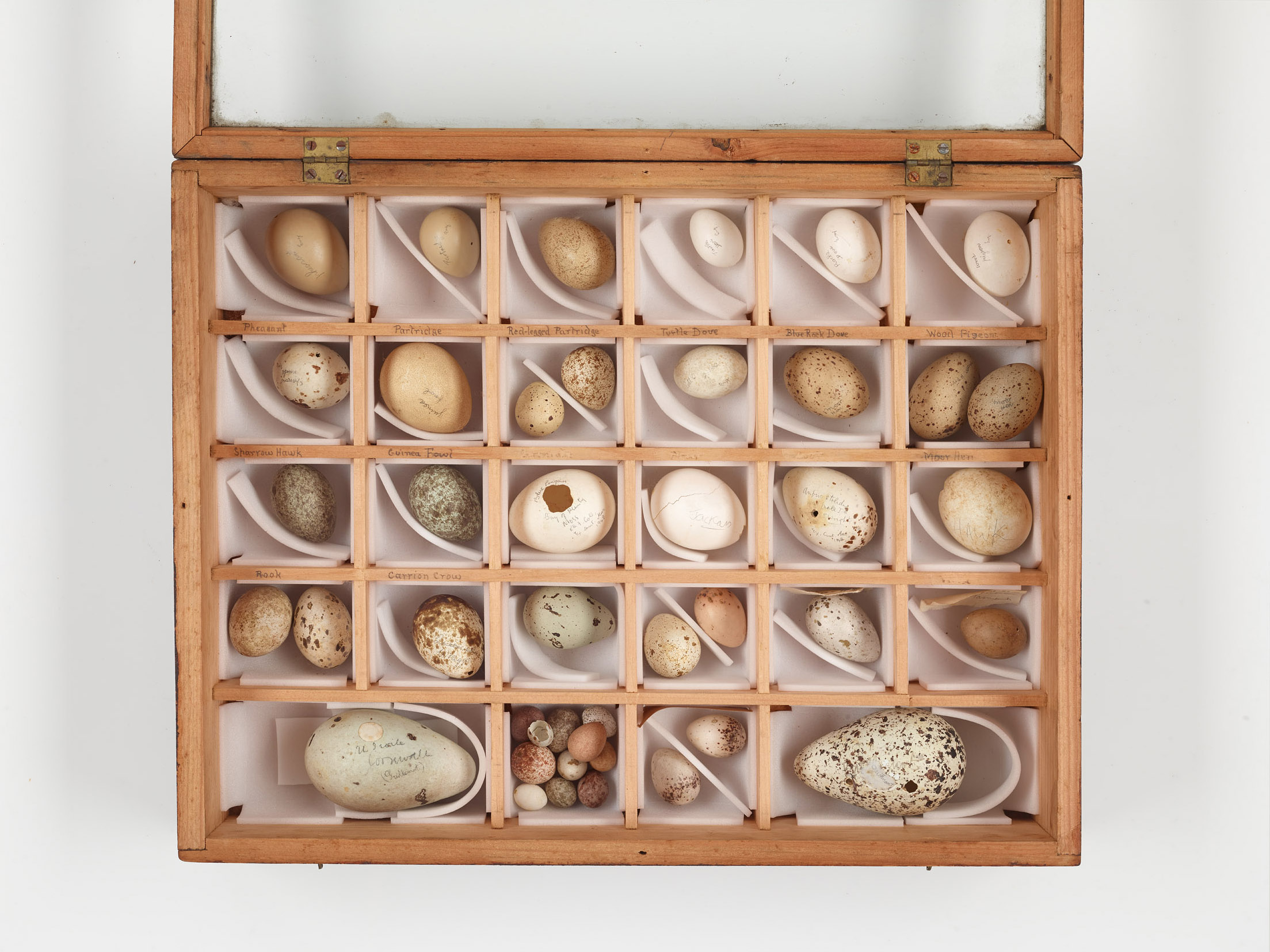 Yaldwin egg collection view 6 W407mm | Te Papa’s Blog