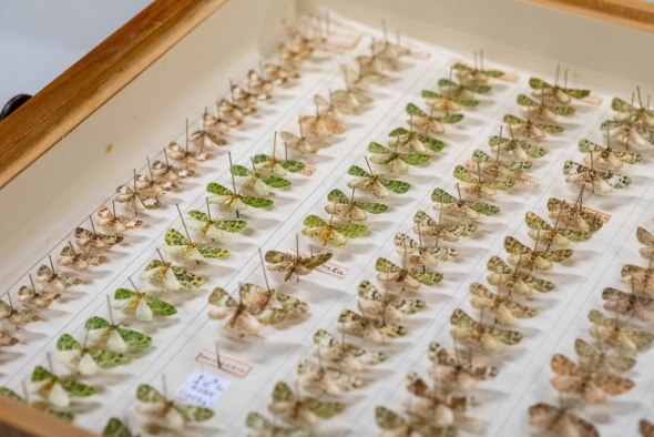The 100 Year Moth Project: Spotting species in the sanctuary | Te Papa ...