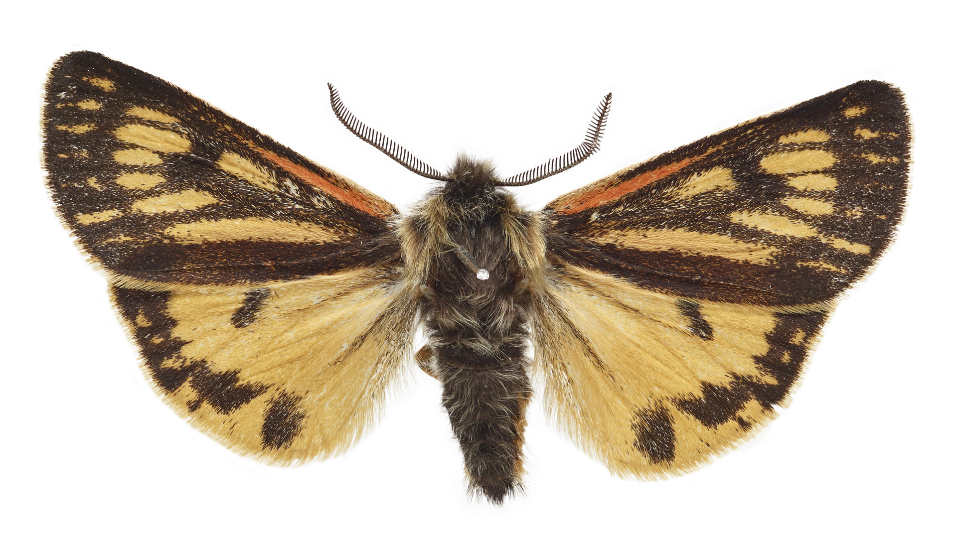 Figure 4 AI.013352~v 1~Metacrias huttoni M 1409px per cm | Te Papa’s Blog